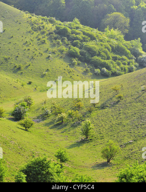 Barton Hills National Nature Reserve in Barton-le-Clay, Bedfordshire ...