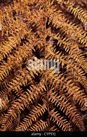 Backlit Autumn coloured Fern Bracken fronds, woodland in the New Forest ...