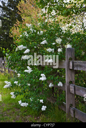 white blossoms in a garden with a wooden table Stock Photo - Alamy