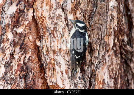 A Fledgling Downy Woodpecker bird picidae Clings to Spruce Tree ...