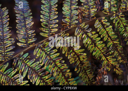 Backlit Autumn coloured Fern Bracken fronds, woodland in the New Forest ...