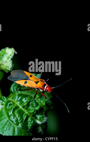 Yellow and black insect with long proboscis trying to take blood from ...
