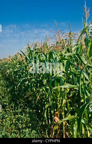 agriculture the field where corn is grown to produce corn grains, the ...