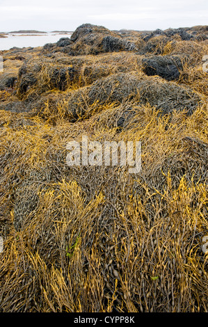 Tiree shoreline, Scotland Stock Photo - Alamy