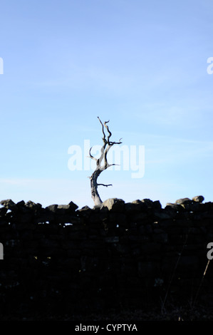 Tree branches protruding with clear blue sky Stock Photo - Alamy