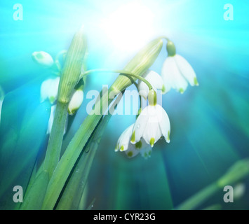 First spring flowers Stock Photo - Alamy
