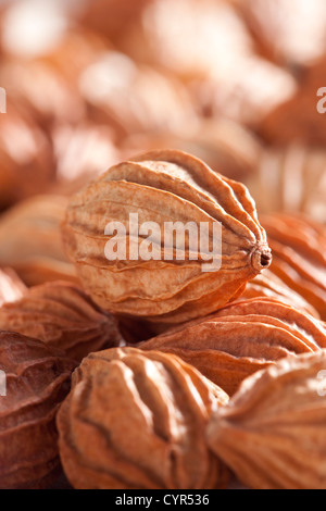 Chinese medicinal herb amomum villosum in glass bottle Stock Photo - Alamy
