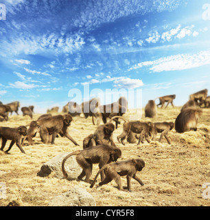 Monkey in Simeon mountains, Ethiopia Stock Photo - Alamy