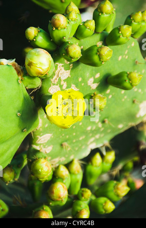 cactus plant, Malta Stock Photo - Alamy