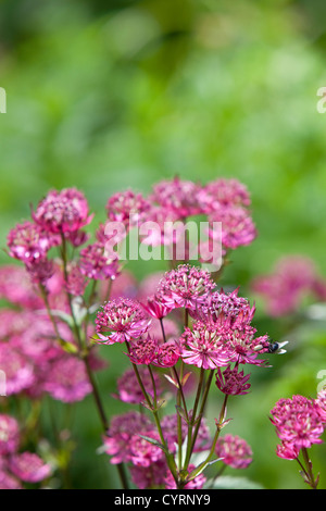 Great masterwort (Astrantia major 'Ruby Cloud' Stock Photo - Alamy