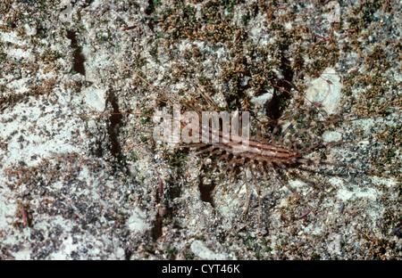 European House Centipede (Scutigera coleoptrata) in limestone cave ...