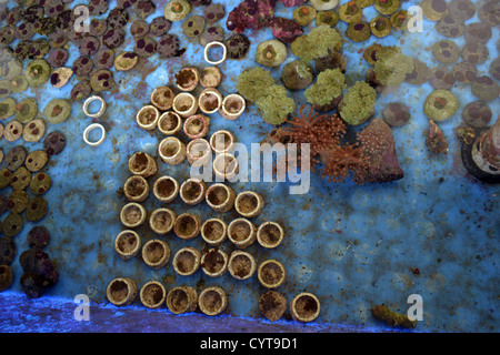 Coral farm, MERIP, Madolenihmw Province, Pohnpei, Federated States of ...