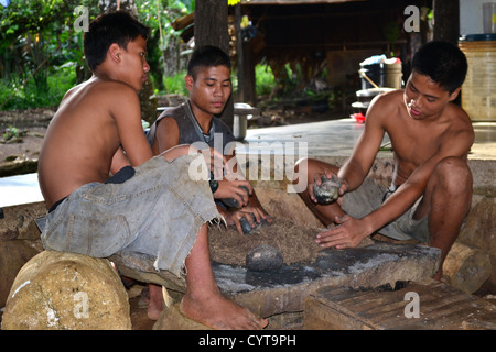 Sakau plant, Piper methysticum, Pohnpei, Federated States of Micronesia ...