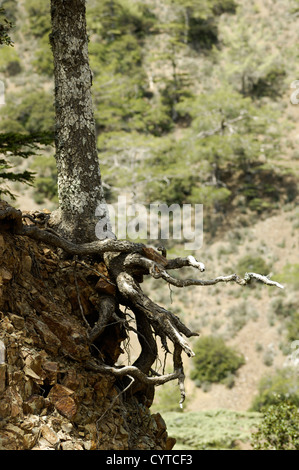 Cedar Tree Roots Stock Photo - Alamy