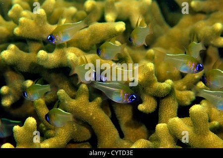 Threadfin cardinalfish, Apogon leptacanthus, swim among coral branches ...