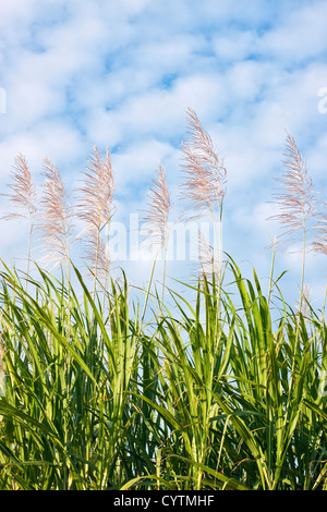 growing sugar cane in Cairns Queensland Australia Stock Photo - Alamy