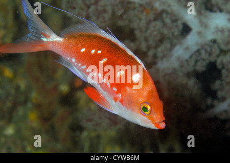 Margarita basslet, Sacura margaritacea, Chinsen, Atami, Izu peninsula ...