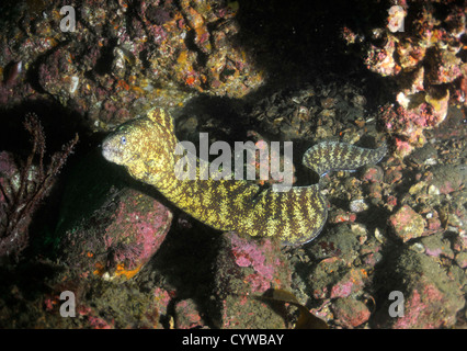 Common moray eel, Gymnothorax kidako, Chinsen, Atami, Izu peninsula ...