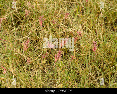 Suaeda maritima, herbaceous seepweed. Wild plant photographed in the ...