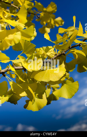 Sunlit Gingko Biloba leaves Stock Photo - Alamy