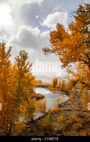 Fall color during a snowstorm at the Truckee River in Wadsworth Nevada ...