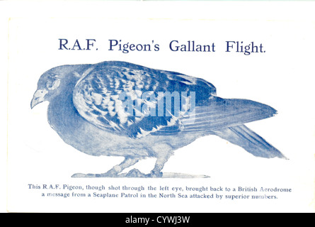 Seaplane carrier pigeon, WW1 Stock Photo - Alamy