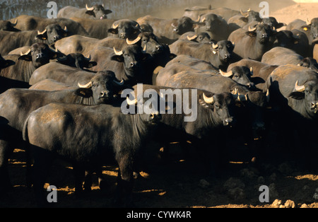 ITALY Campania Paestum, Tenuta Vannulo a organic water buffalo farm ...