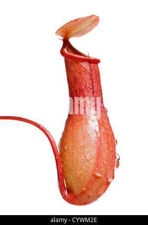 Winged tropical pitcher plant (Nepenthes) alata, Phlippines Stock Photo ...