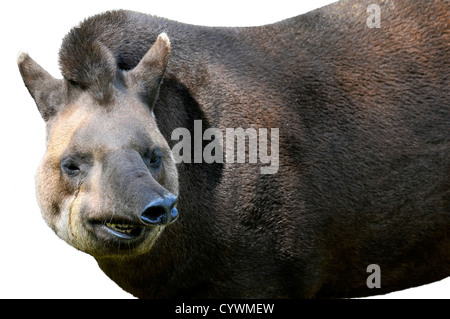 Portrait of tapir on white background Stock Photo - Alamy