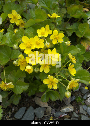 Waldsteinia ternata ( Siberian Waldsteinia ) in Flower Stock Photo - Alamy