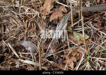 Grass Snake skin - Natrix natrix Stock Photo - Alamy