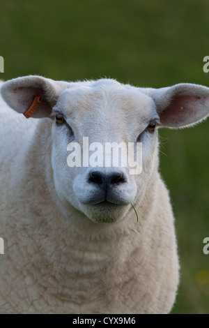 Side profile portrait of sheep on green meadow Stock Photo - Alamy