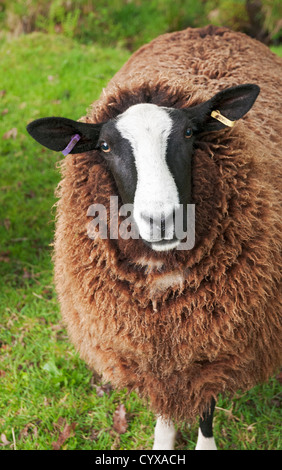 Balwen Welsh mountain sheep Stock Photo - Alamy