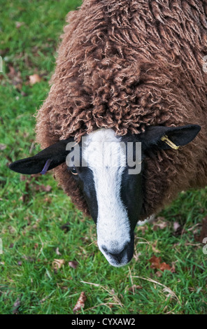 Balwen Welsh Mountain sheep Stock Photo - Alamy