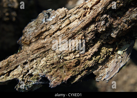 Timber with white rot Stock Photo - Alamy