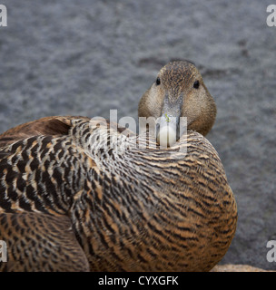 Close up of nesting female eider duck, Somateria mollissima, Isle of ...