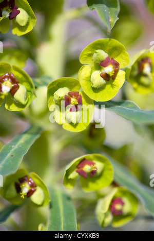 Mrs Robb's Bonnet or Wood Spurge - Euphorbia amygdaloides ssp. robbiae ...