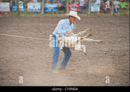 cowboy catching a calf at a rodeo. town cheyenne, wyomin usa cow dust ...