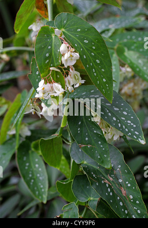 Cane Begonia, Clown Begonia, Begonia maculata var. wightii, Begoniaceae ...