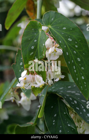 Cane Begonia, Clown Begonia, Begonia maculata var. wightii, Begoniaceae ...