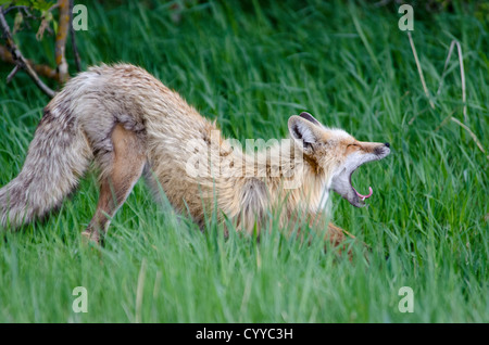 Fox in Oregon's Wallowa Valley Stock Photo - Alamy