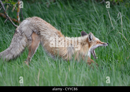 Fox in Oregon's Wallowa Valley Stock Photo - Alamy