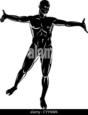 Anatomy of a man standing, illustration Stock Photo - Alamy