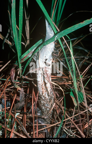 Purse web spider (Sphodros atlanticus: Atypidae) female, sitting on the ...