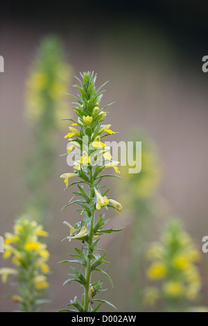 Yellow Bartsia (Parentucellia viscosa) flowers, Ijmuiden, Noord-Holland ...