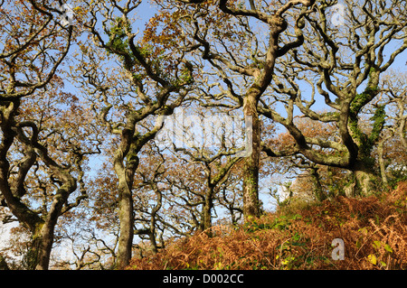 Lawrenny Woods ancient Welsh oak woodland in autumn Pembrokeshire Wales ...