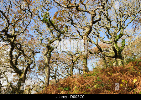 Lawrenny Woods ancient Welsh oak woodland in autumn Pembrokeshire Wales ...