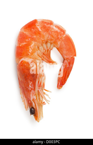 A single cooked shrimp, or prawn Stock Photo - Alamy