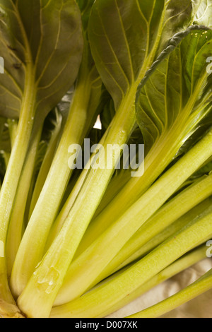Organic tatsoi, the Chinese vegtable Stock Photo - Alamy