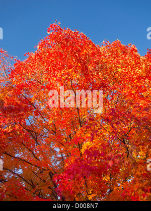 ARLINGTON, VIRGINIA, USA - Red leaves on maple during autumn Stock ...